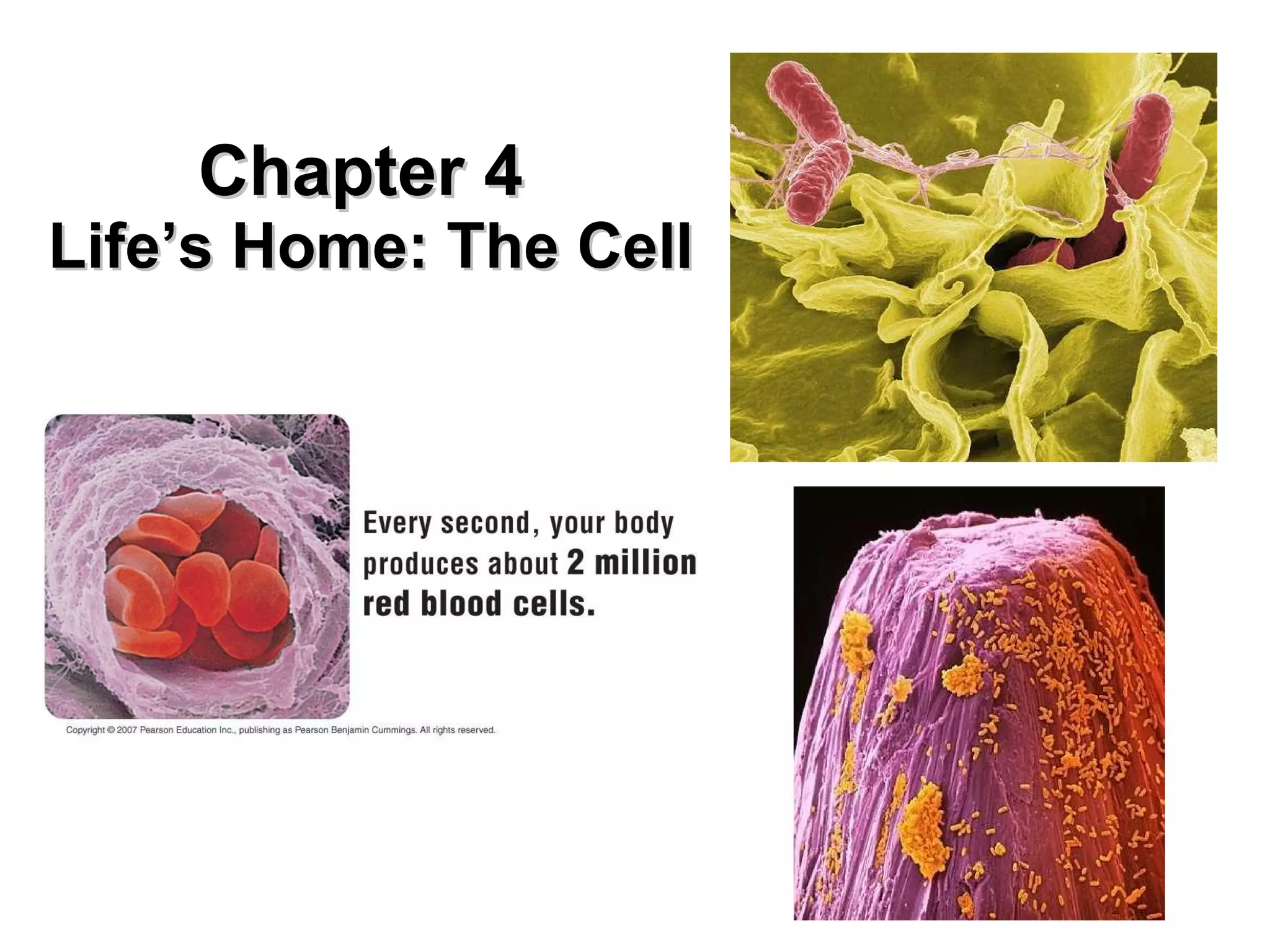 Bio 1100 chapter 4 sp11 | PPT