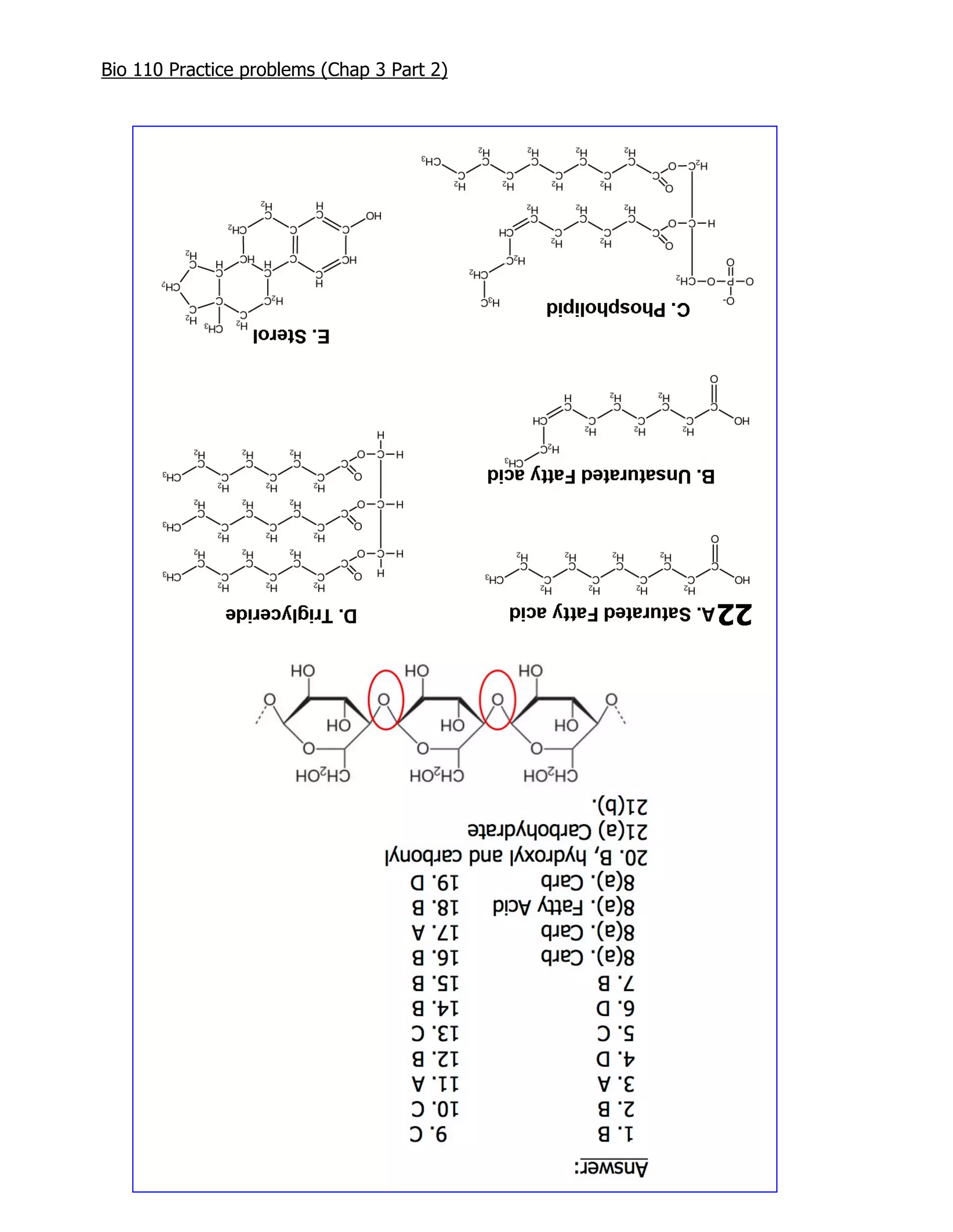 Bio110 practice problems chap3 part2 | PDF