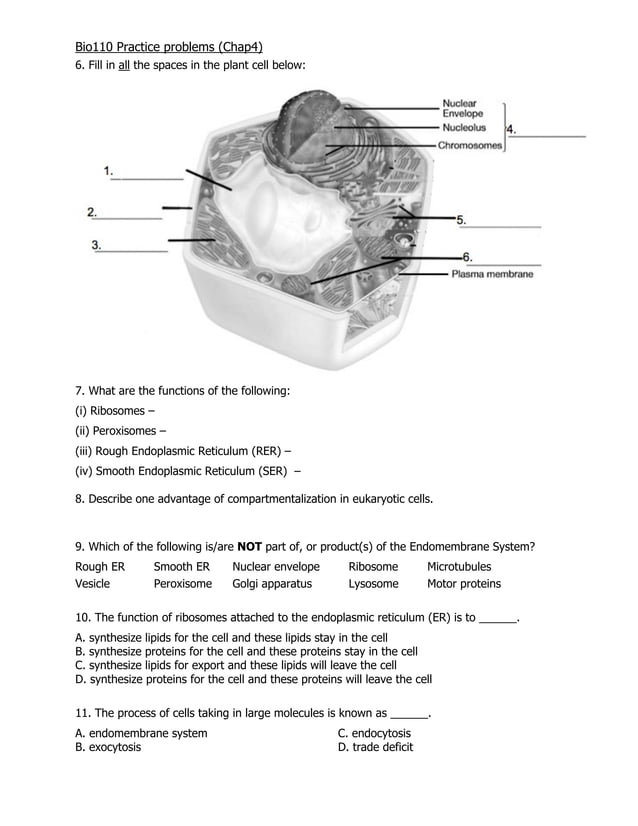 Bio110 practice problems chap4 | PDF | Biological Sciences | Science