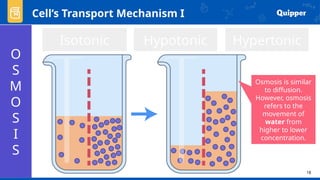 BIO 11_12 Q1 0402 PF FD Cells transport mechanism.pptx