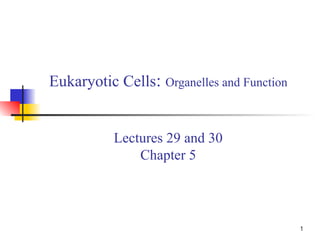 BIO111 Lecture 29 and 30 Eukaryotic cells 2022.ppt