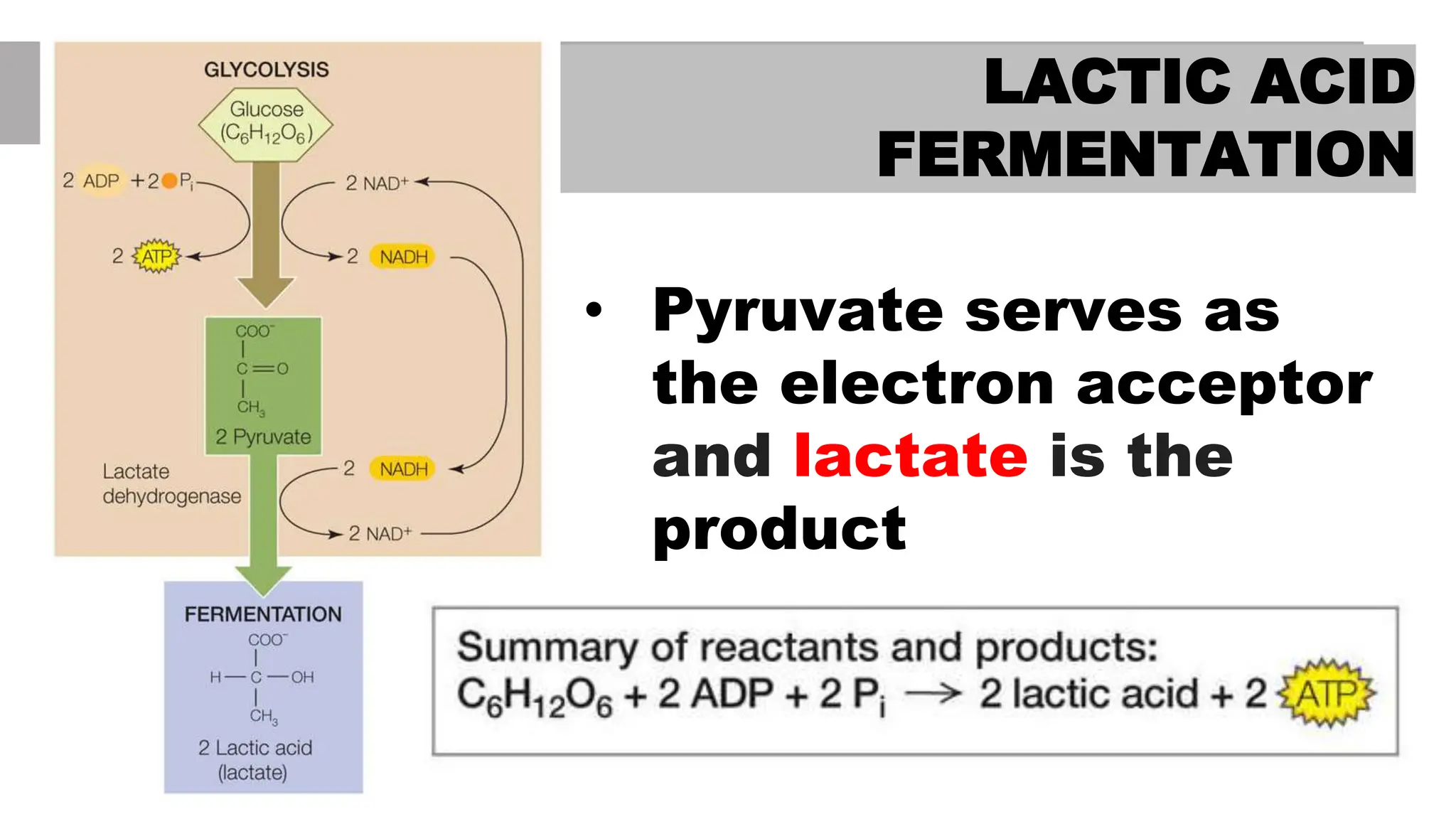 Cellular Respiration: Anaerobic Respiration | PPTX