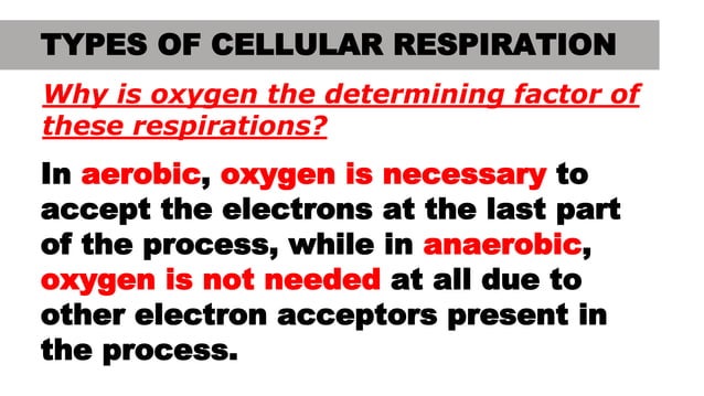 Cellular Respiration: Anaerobic Respiration | PPT