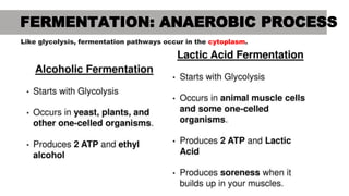 Cellular Respiration: Anaerobic Respiration | PPTX