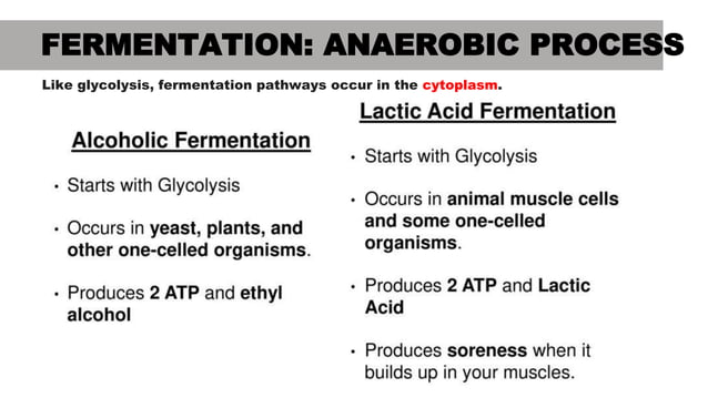 Cellular Respiration: Anaerobic Respiration | PPT