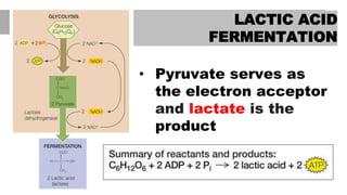 Cellular Respiration: Anaerobic Respiration | PPTX