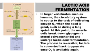 Cellular Respiration: Anaerobic Respiration | PPTX