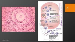 Bio 12 reprodução humana - oogénese | PDF