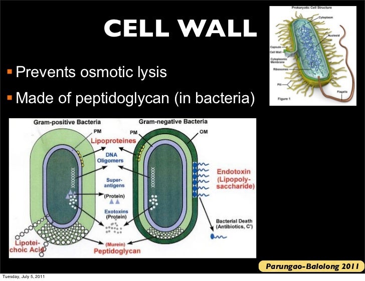 Bio 120 lecture 3 2011 2012