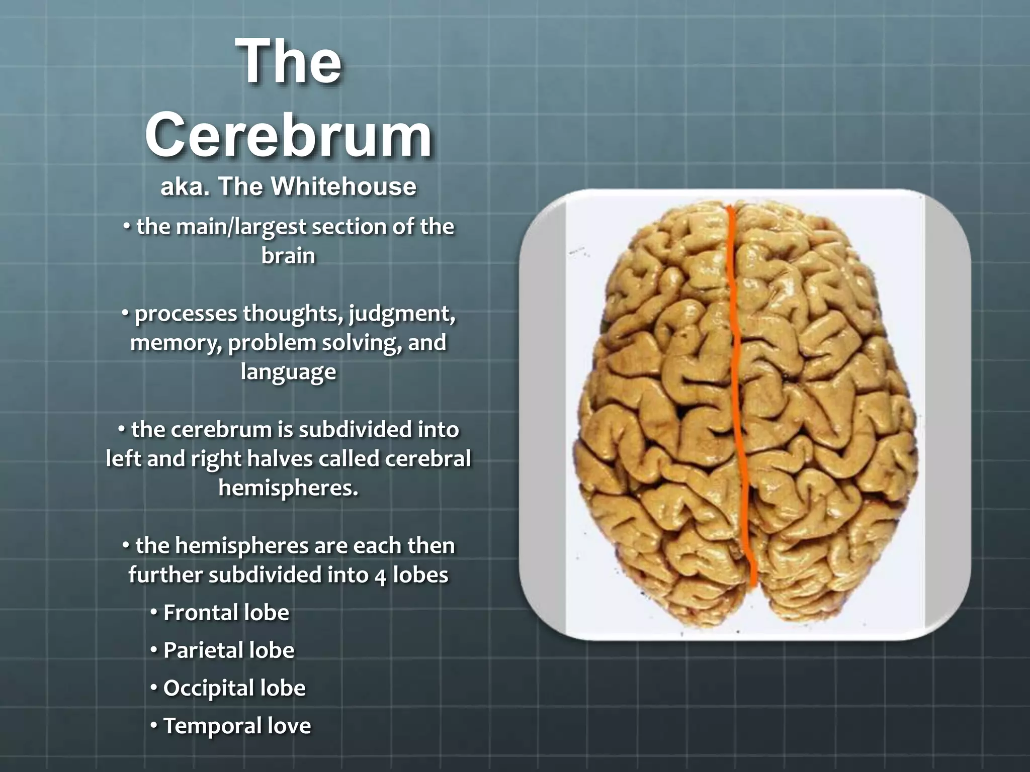 BIO 120 Presentation: The Brain | PPTX