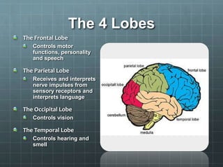 BIO 120 Presentation: The Brain | PPTX