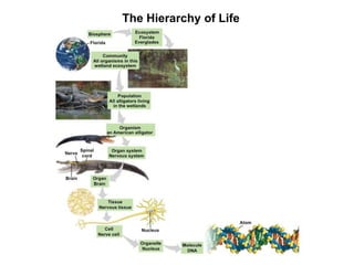 Bio120 su16 lecture 2 - intro to life and science | PPT