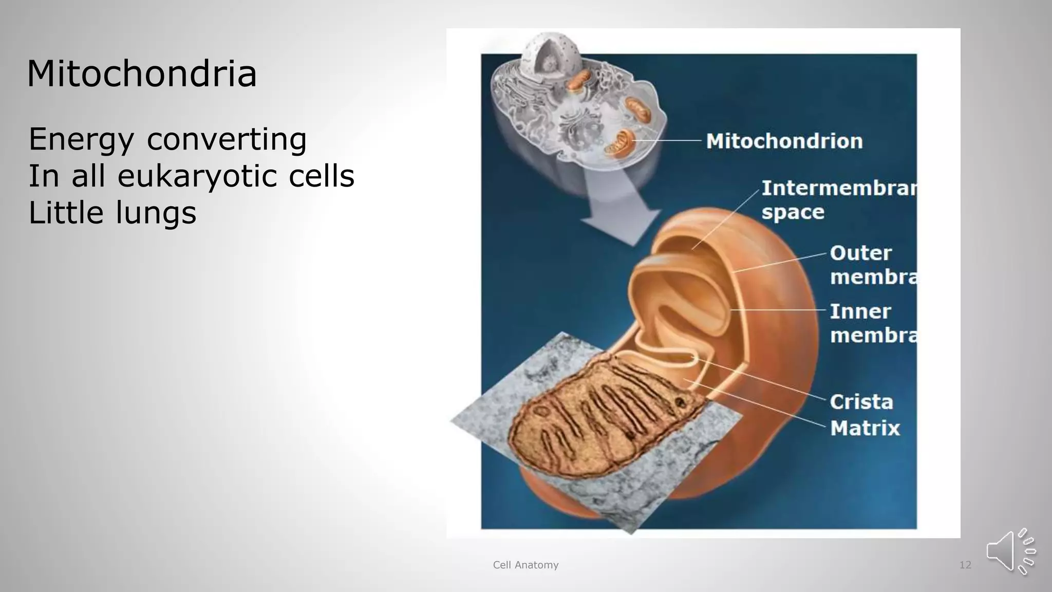 Cell Anatomy Mini Lecture | PPTX