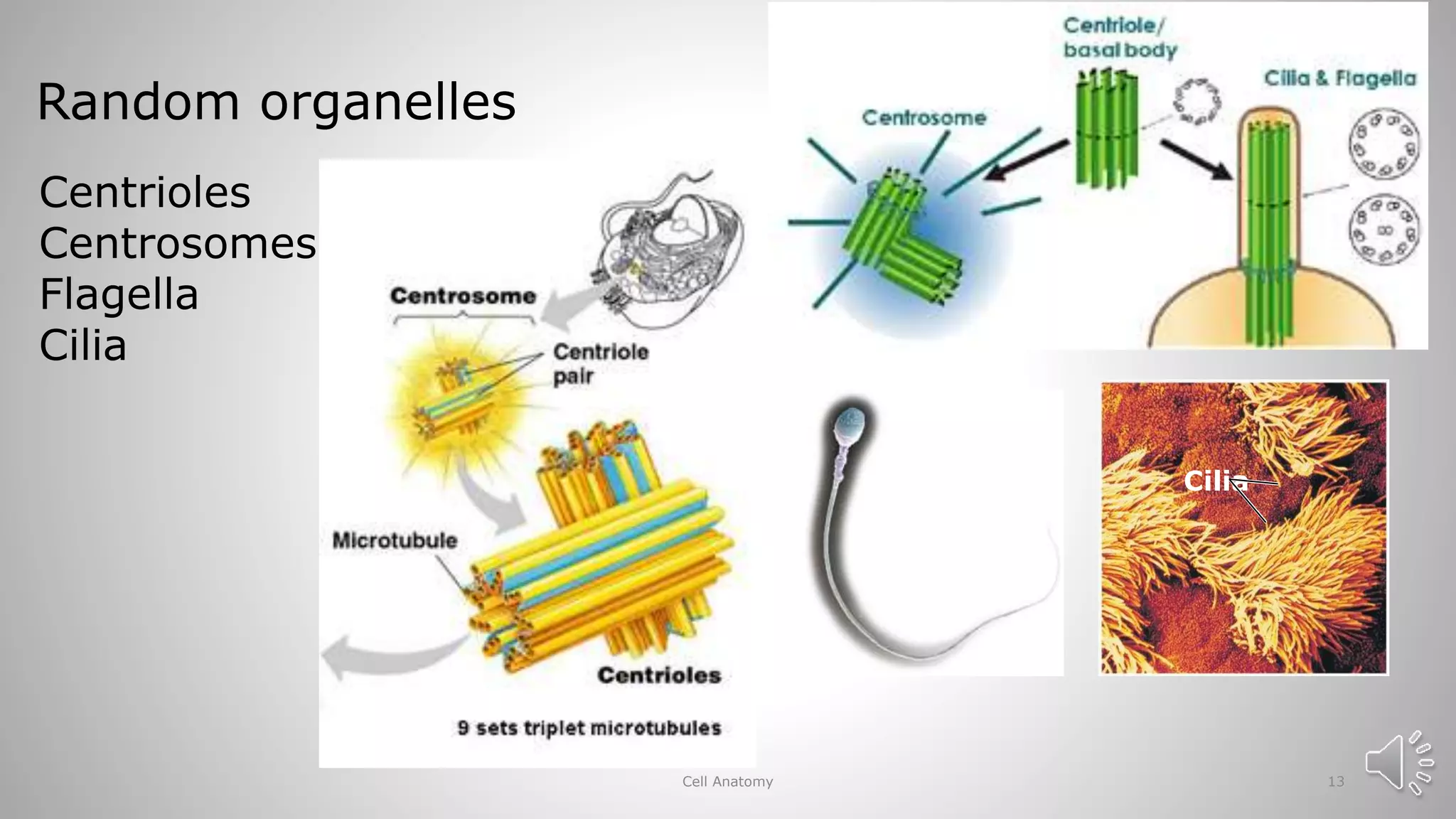Cell Anatomy Mini Lecture | PPTX