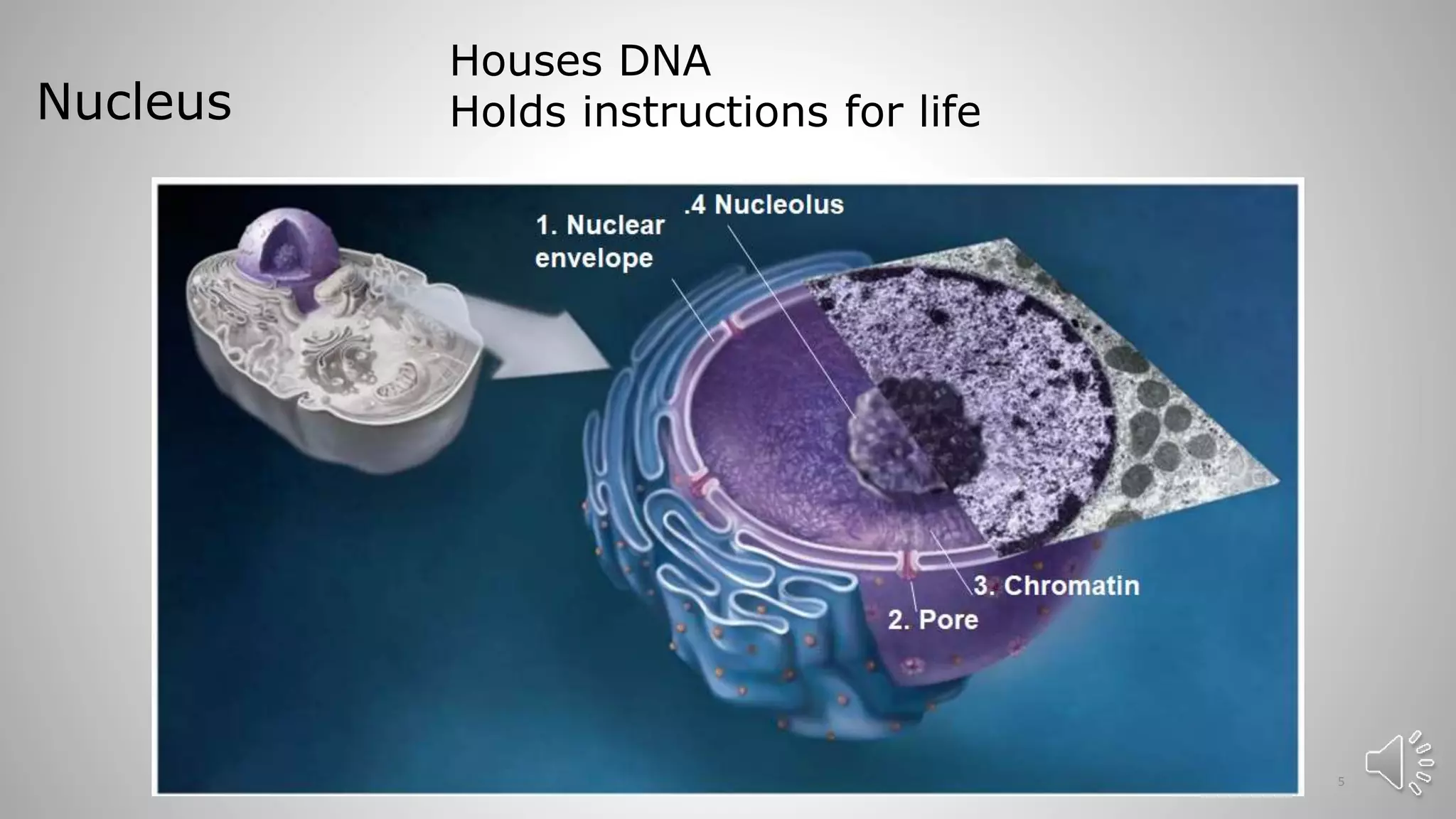 Cell Anatomy Mini Lecture | PPTX