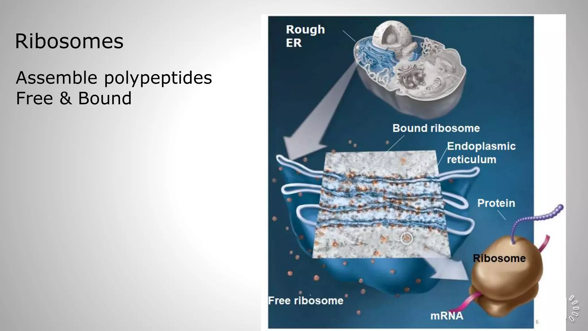 Cell Anatomy Mini Lecture | PPTX