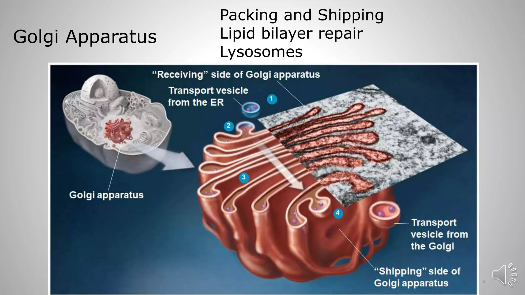 Cell Anatomy Mini Lecture | PPTX