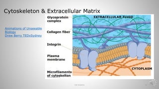 Cell Anatomy Mini Lecture | PPTX