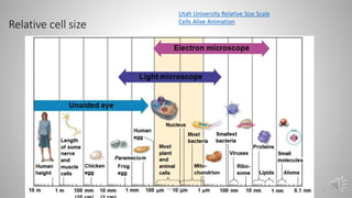Cell Anatomy Mini Lecture | PPTX