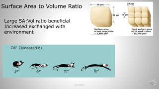 Cell Anatomy Mini Lecture | PPTX