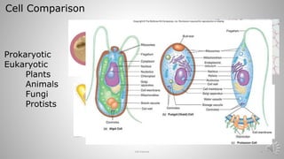 Cell Anatomy Mini Lecture | PPTX