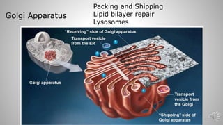 Cell Anatomy Mini Lecture | PPTX