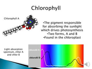 Bio+121+photosynthesis+with+narration | PPTX