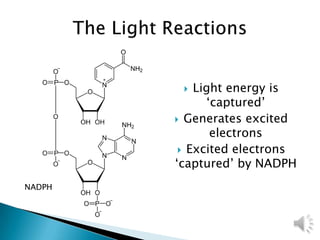 Bio+121+photosynthesis+with+narration | PPTX