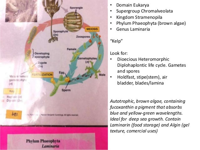 Life Cycle Laminaria And Fucus Brown Algae