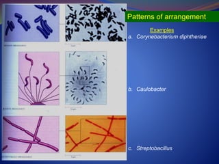 Bio 127 lec 3 Microbiology: Prokaryotic and Eucaryotic Cell Structures ...