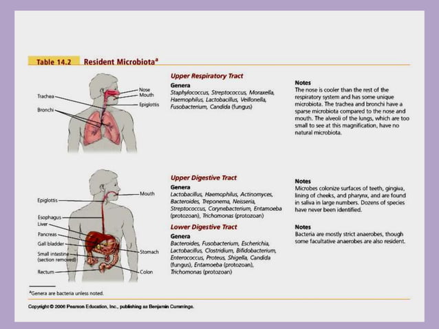 Microbiology Bio 127 Normal Flora of the Human Body