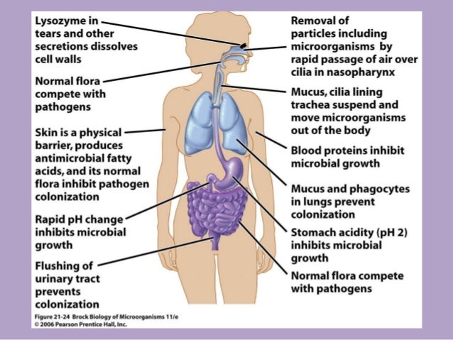 Microbiology Bio 127 Normal Flora of the Human Body