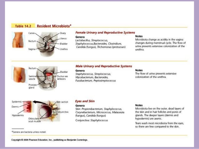 Microbiology Bio 127 Normal Flora Of The Human Body