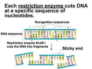 Restriction Enzymes Diagram Pearson