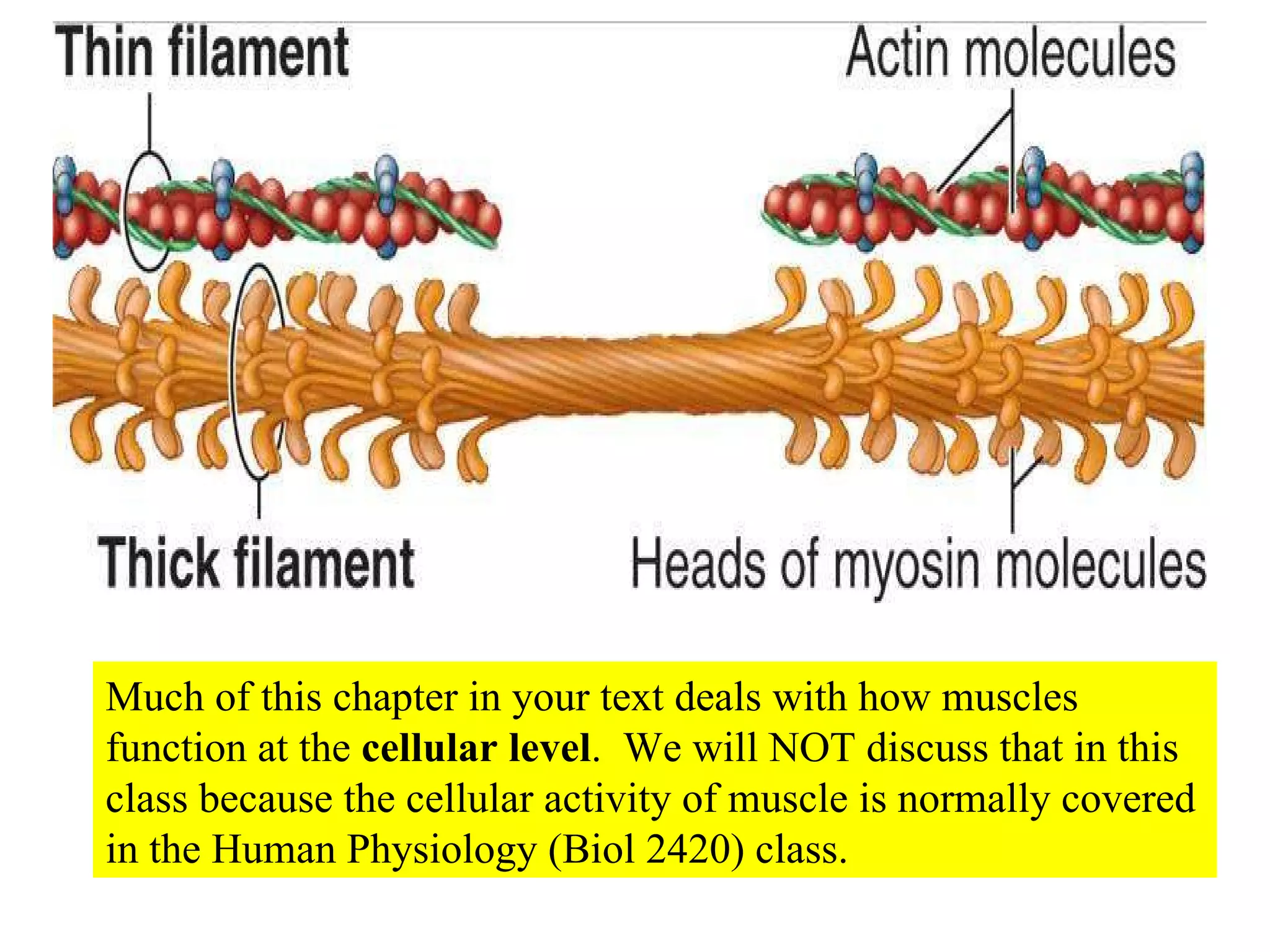 Bio13 .ppt;10 muscle-tissue-and-organization ppt zeny | PPT