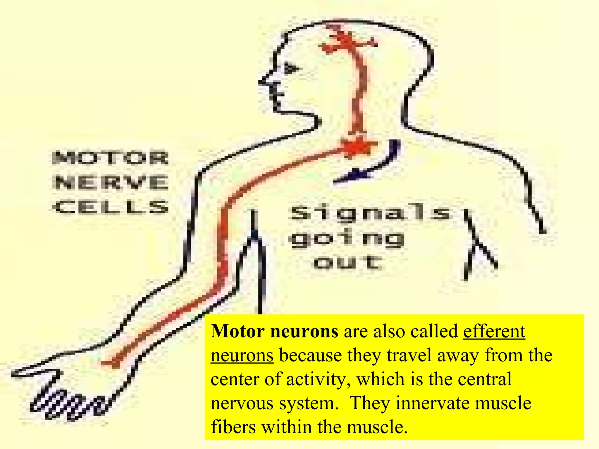 Bio13 .ppt;10 muscle-tissue-and-organization ppt zeny | PPT