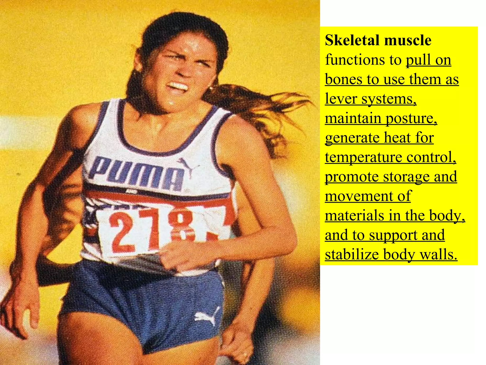 Bio13 .ppt;10 muscle-tissue-and-organization ppt zeny | PPT