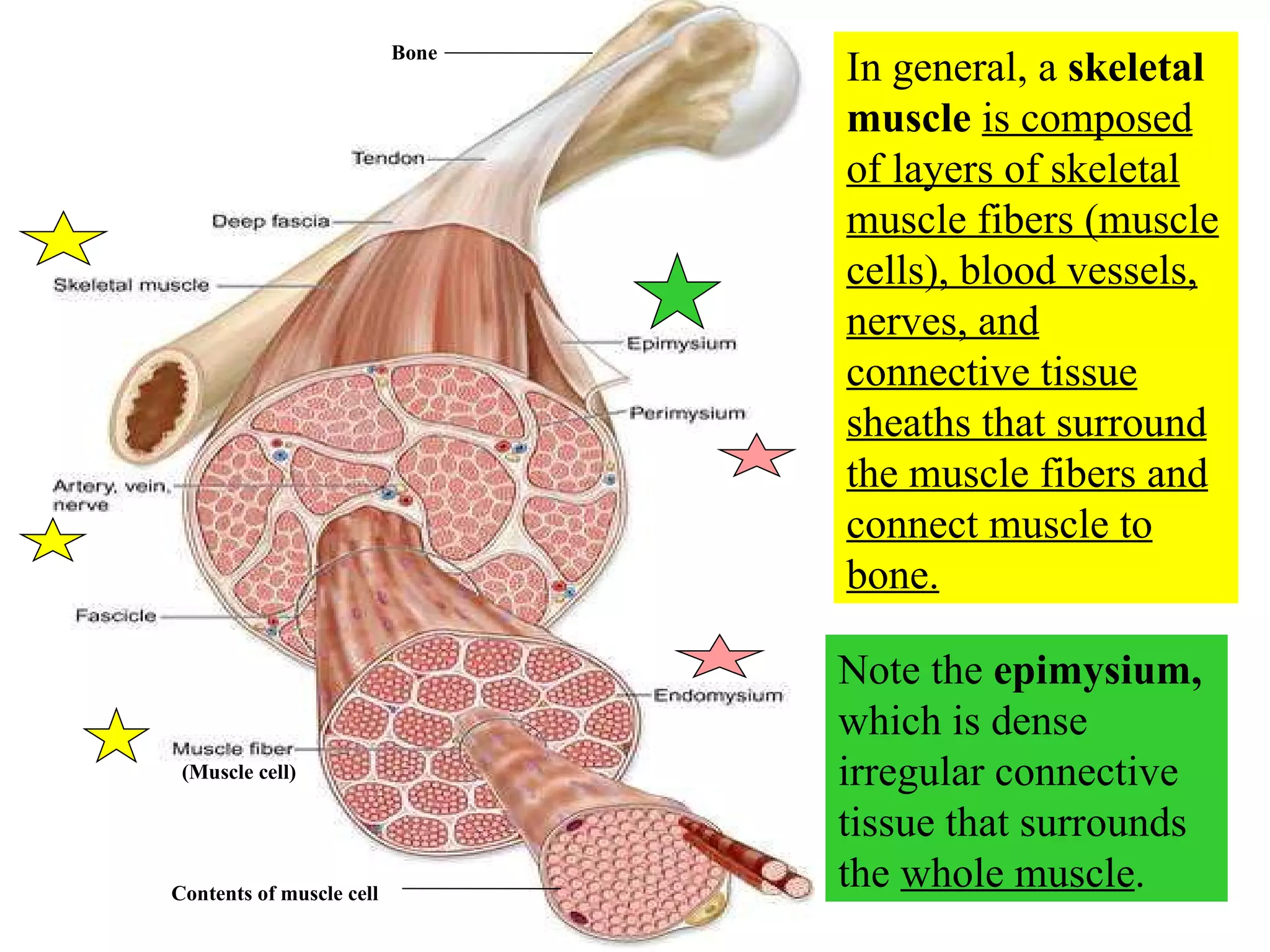 Bio13 .ppt;10 muscle-tissue-and-organization ppt zeny | PPT