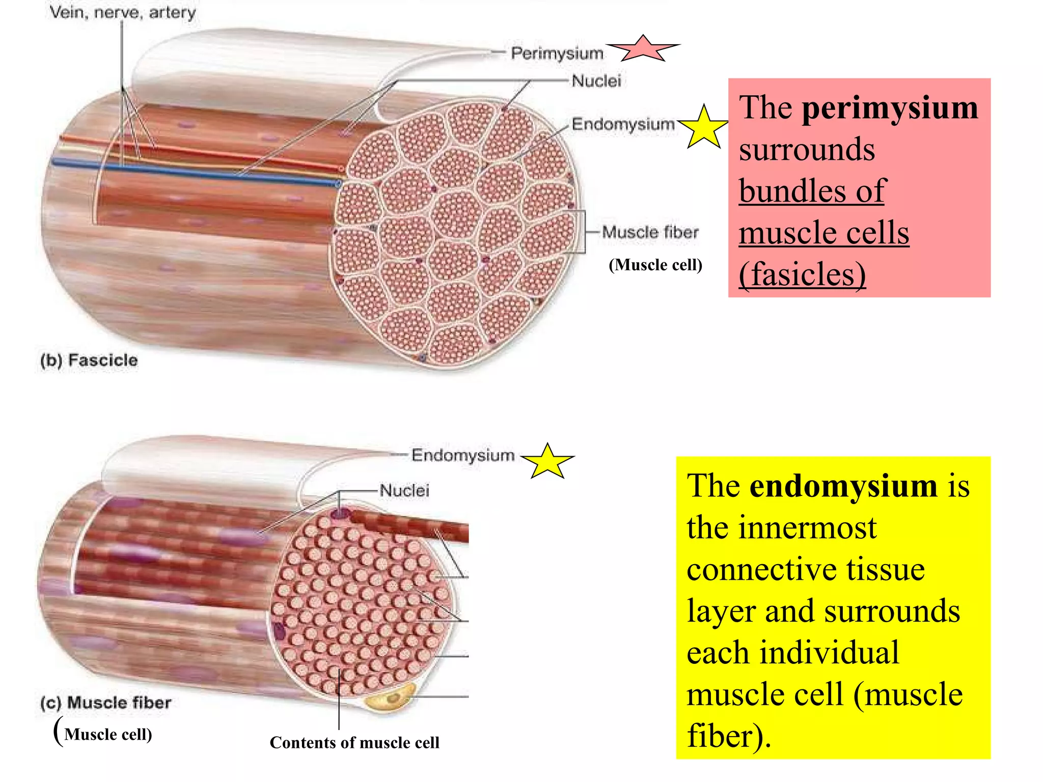 Bio13 .ppt;10 muscle-tissue-and-organization ppt zeny | PPT