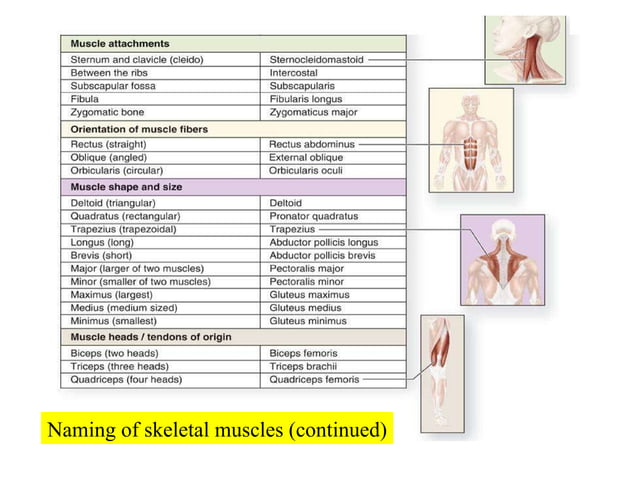 Bio13 .ppt;10 muscle-tissue-and-organization ppt zeny | PPT | Physical ...
