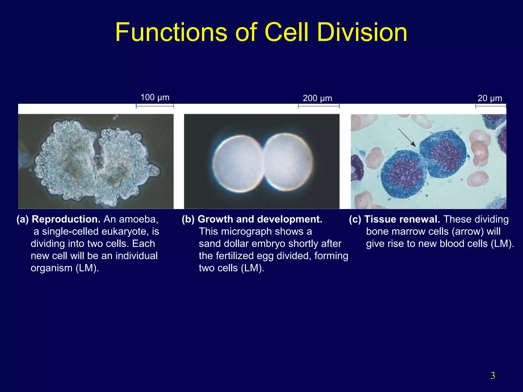 Bio1308 mitosis | PPT