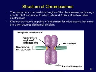 Bio1308 mitosis | PPT
