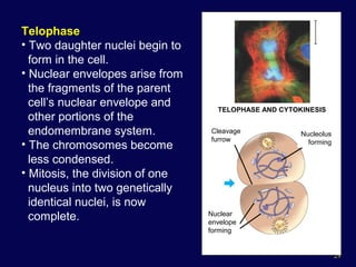 Bio1308 mitosis | PPT
