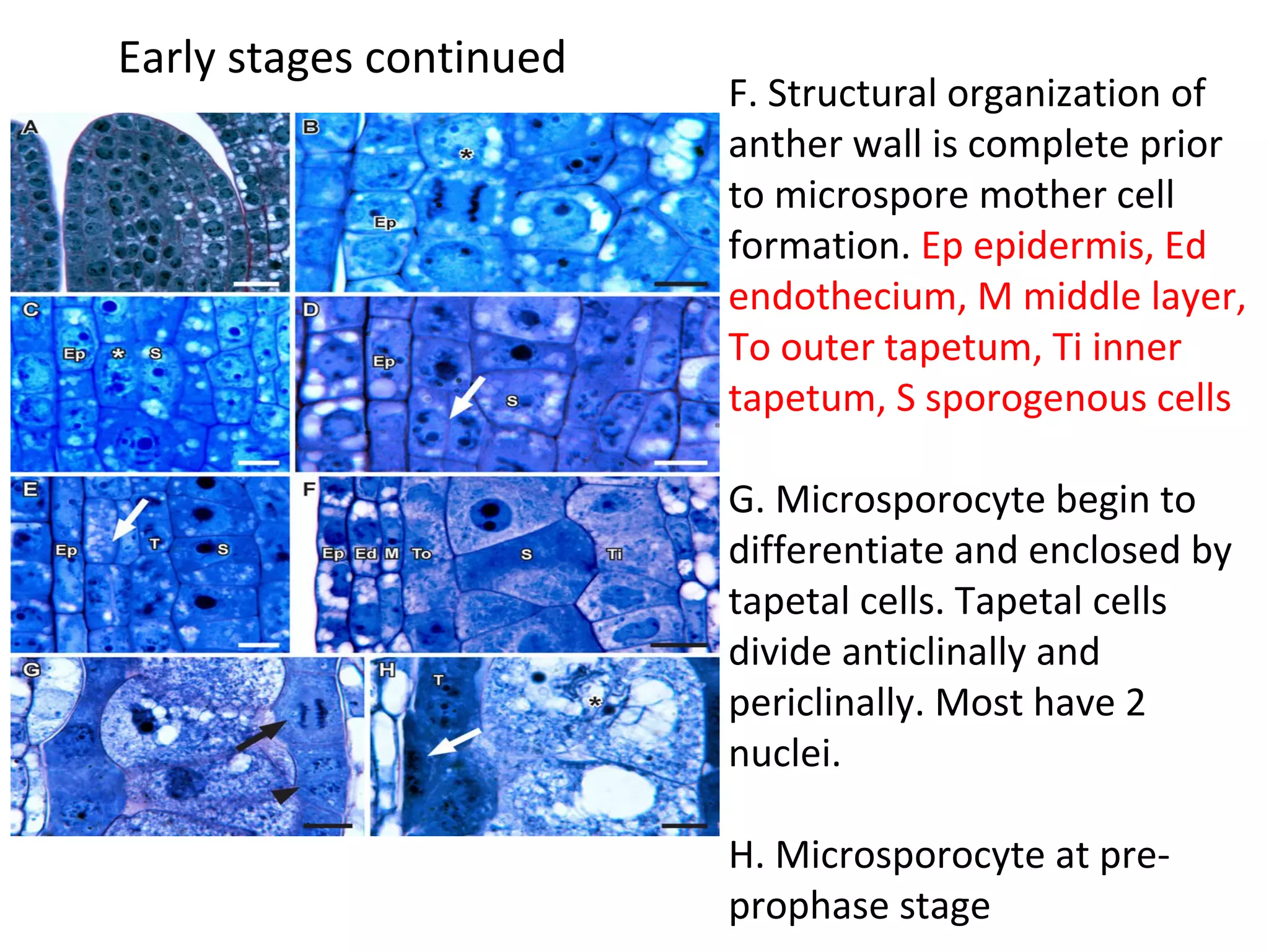 Bio 130 microsporogenesis gametogenesis 2013 | PPT