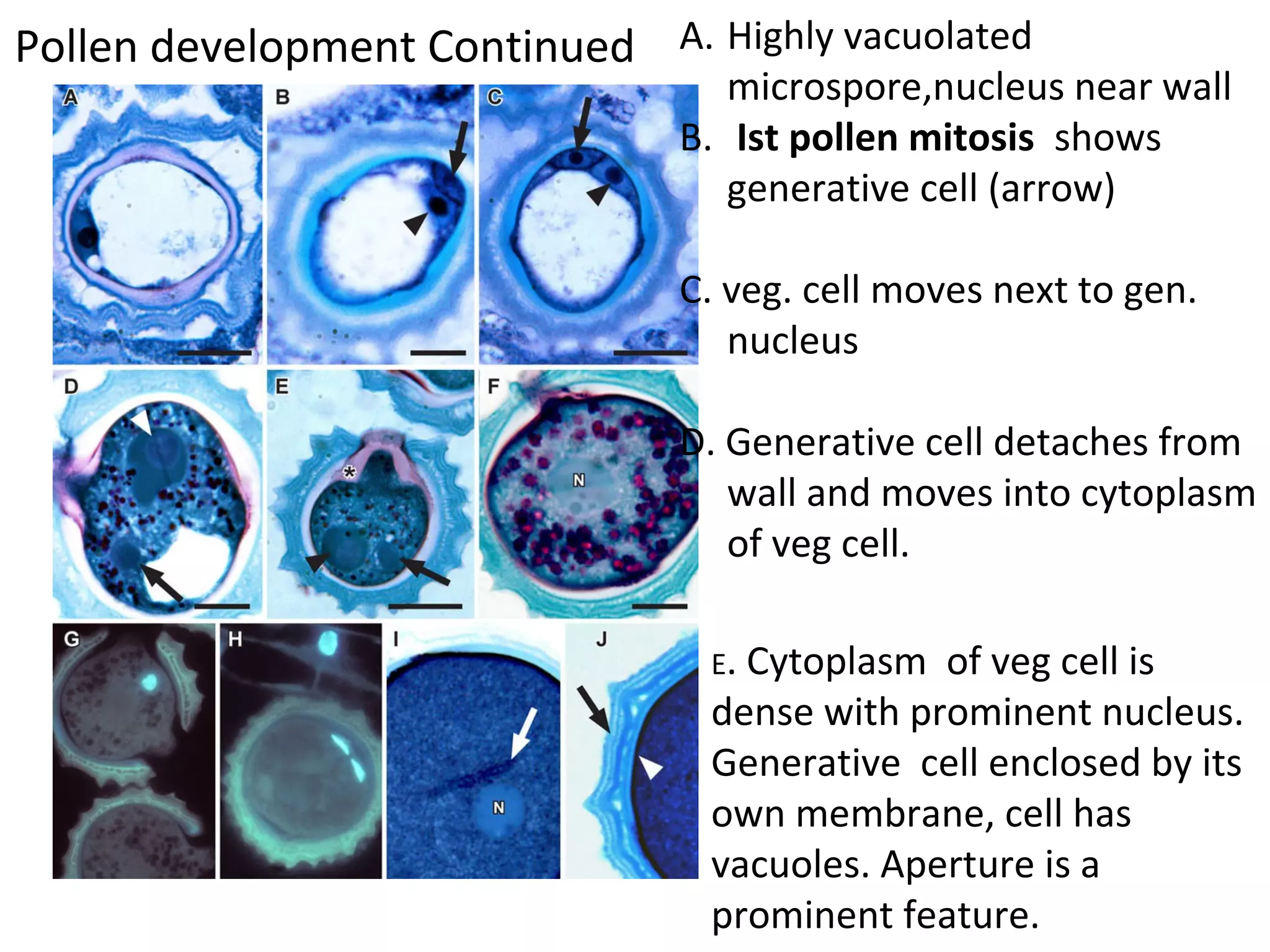 Bio 130 microsporogenesis gametogenesis 2013 | PPT