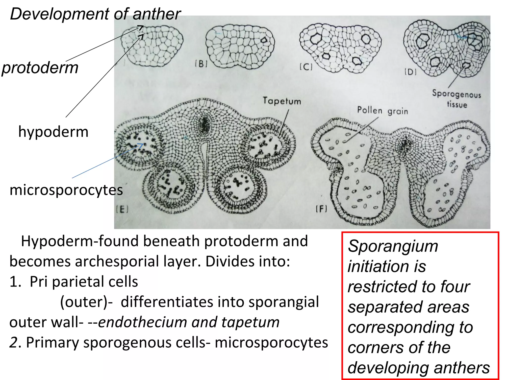 Bio 130 microsporogenesis gametogenesis 2013 | PPT