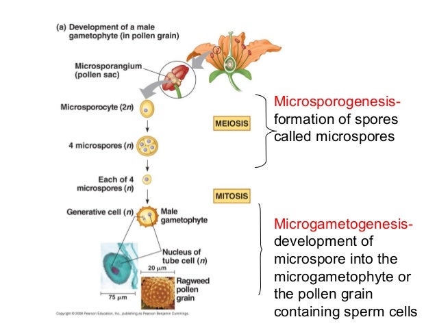 Bio 130 microsporogenesis gametogenesis 2013