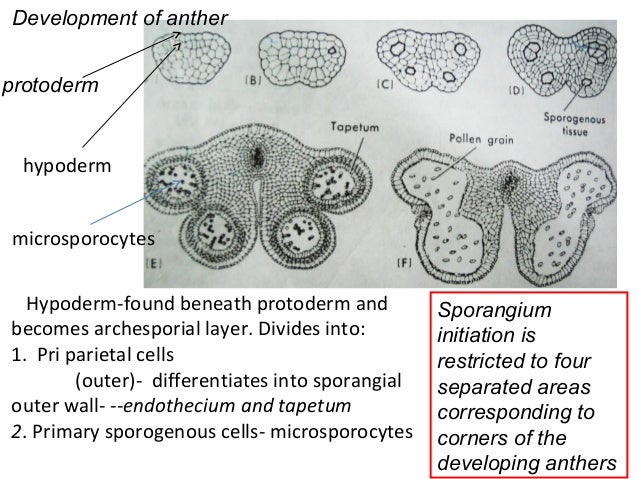 Bio 130 microsporogenesis gametogenesis 2013