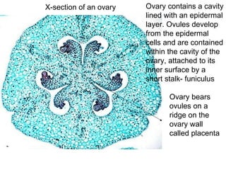 Bio 130 ovule dev. ist sem 2013 2014 | PPT