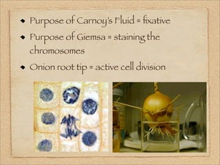 Bio 140 lab discussion 2010 ex 1 to 3 | PDF